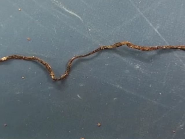 Serpiente venenosa muere mordida por un niño de 8 años en India - Notiulti Serpiente venenosa muere mordida por un niño de 8 años en India - Notiulti